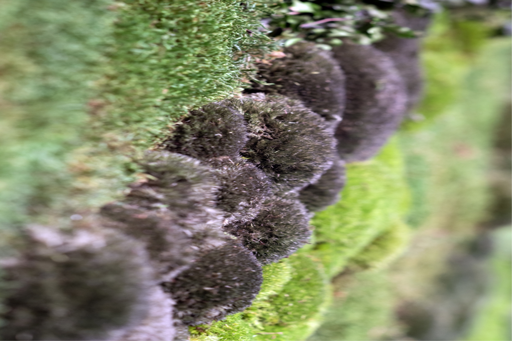 Treading Lightly - Resonate Interiors